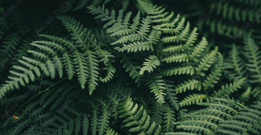 Ingredients – Tropic Skincare