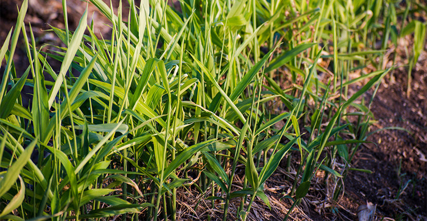 Feel Fresh Soothing Deodorant Antiperspirant Cream | 80ml | Tropic ...